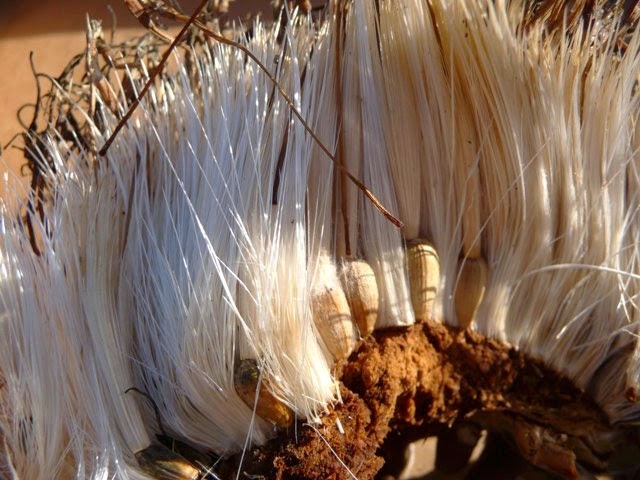 HOW TO GROW THE CARDOON FROM SEED |The Garden of Eaden
