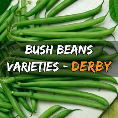 The Best Varieties of Bush Beans to Grow in Your Home Garden | Grow ...