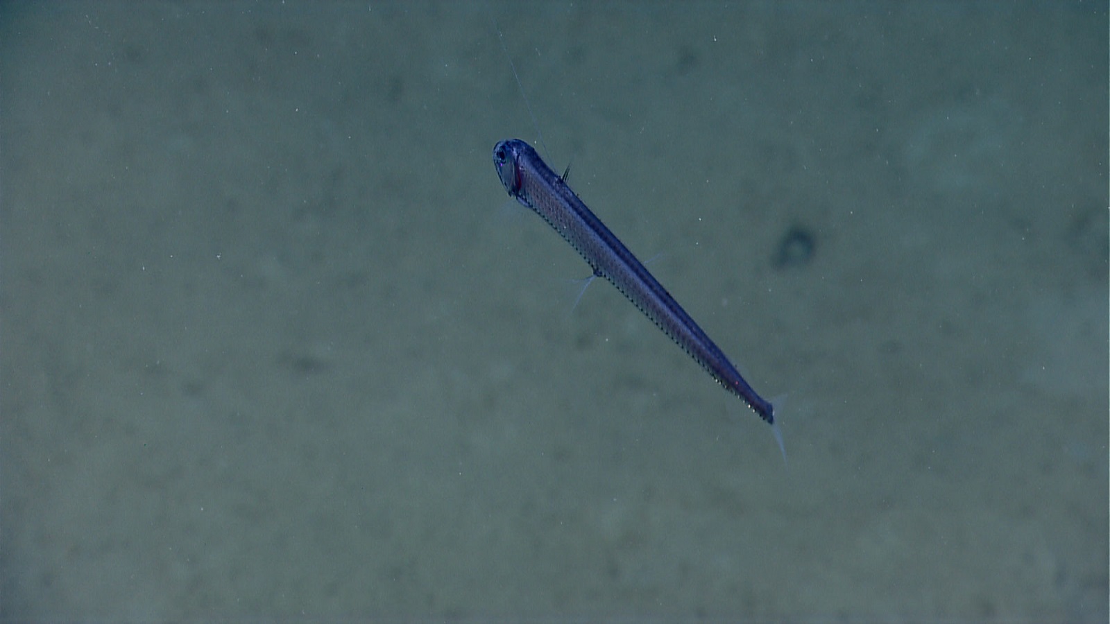 Real Monstrosities: Deep Sea Dragonfish