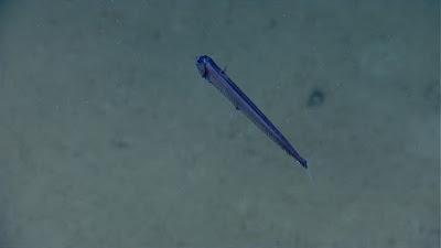 Real Monstrosities: Deep Sea Dragonfish