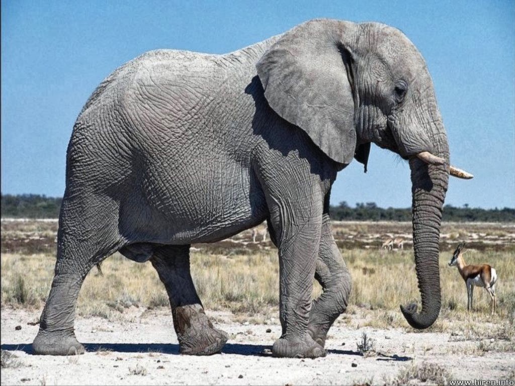 An Elephant a Day 2.0: Elephant No. 18: Rubber-Cement Resist