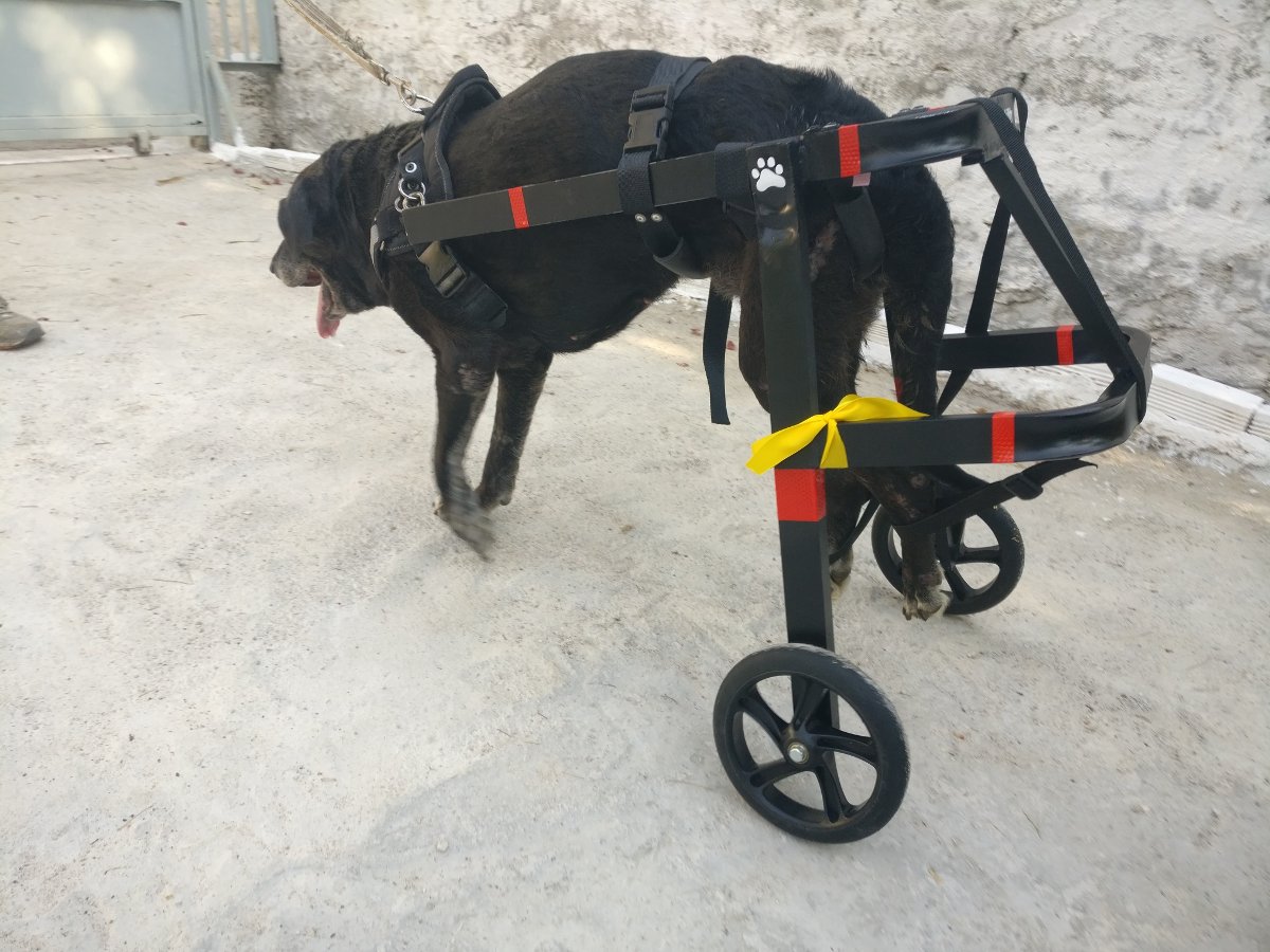 Petmobility