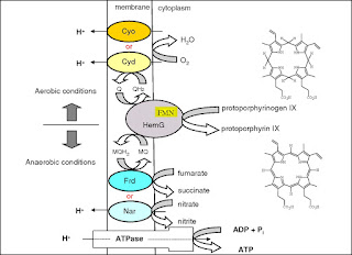MICROBIAL METABOLISM CONTD..