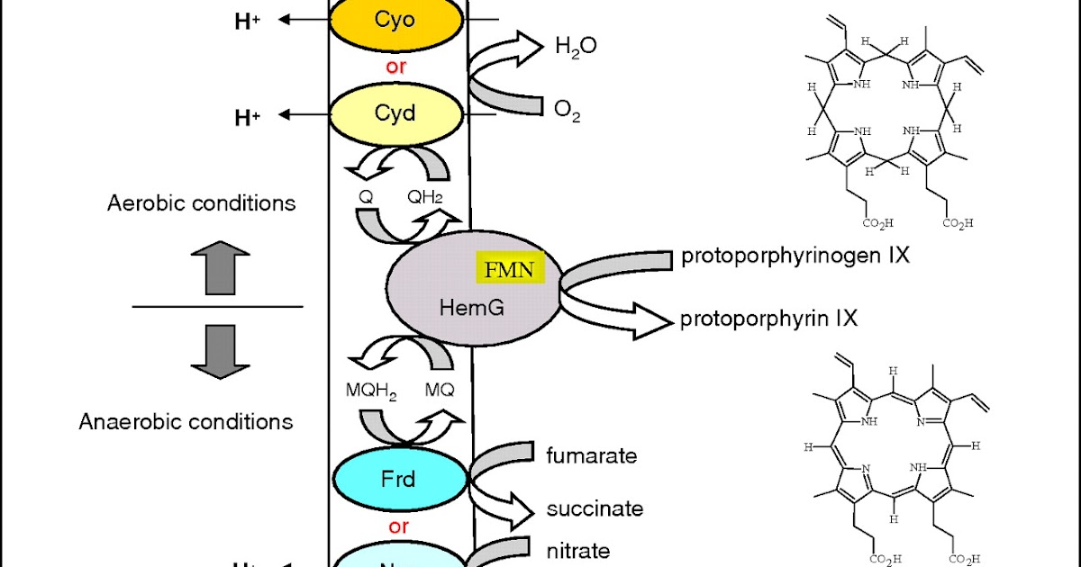 Microbial Metabolism Contd