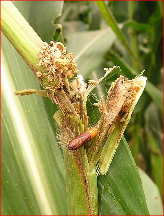 SAUNG SUMBERJAMBE: PENGGEREK BATANG JAGUNG (STALK BORER)