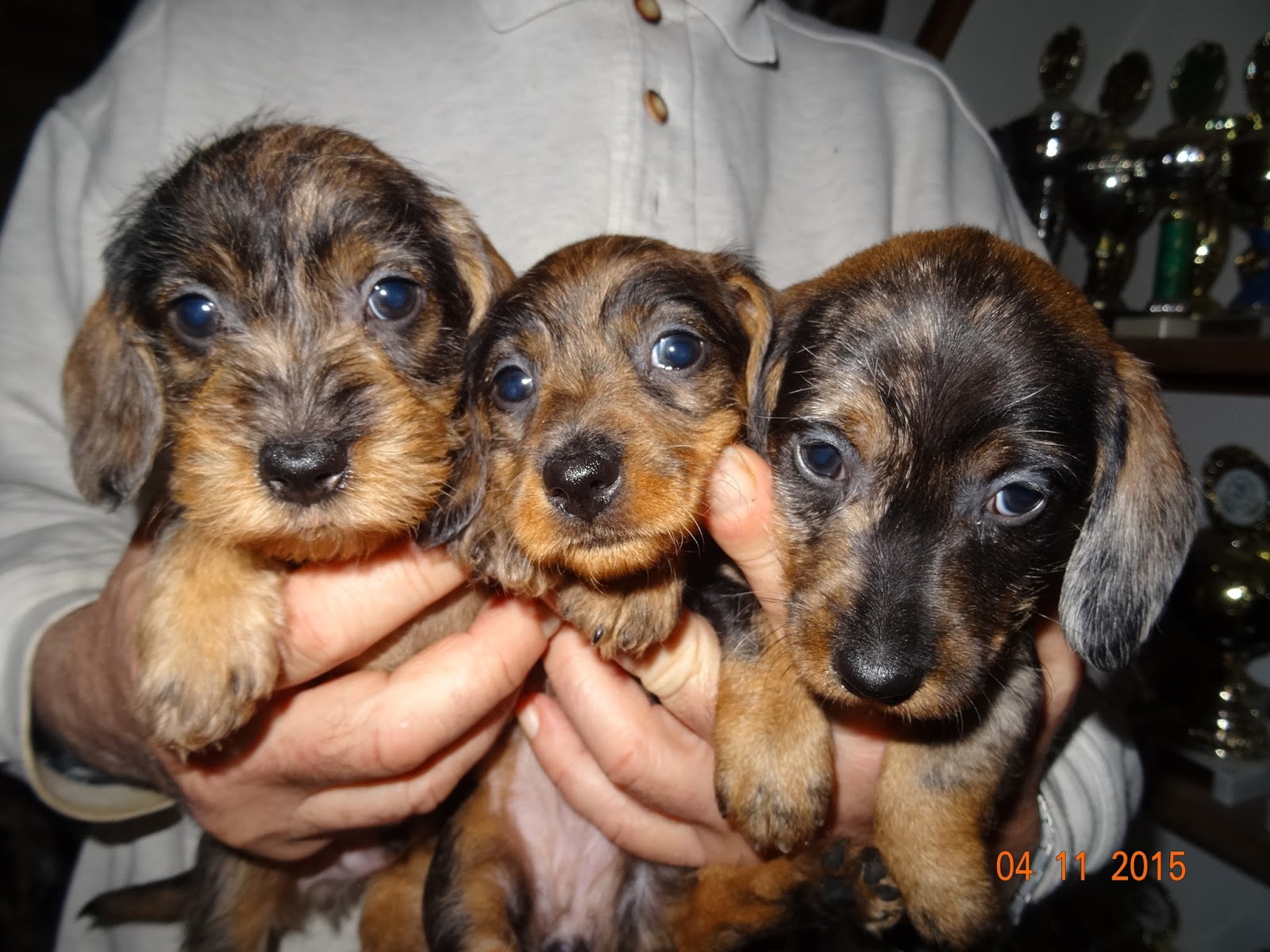 Dackelzuchtschmidt: MUNTERE DACKELWELPEN