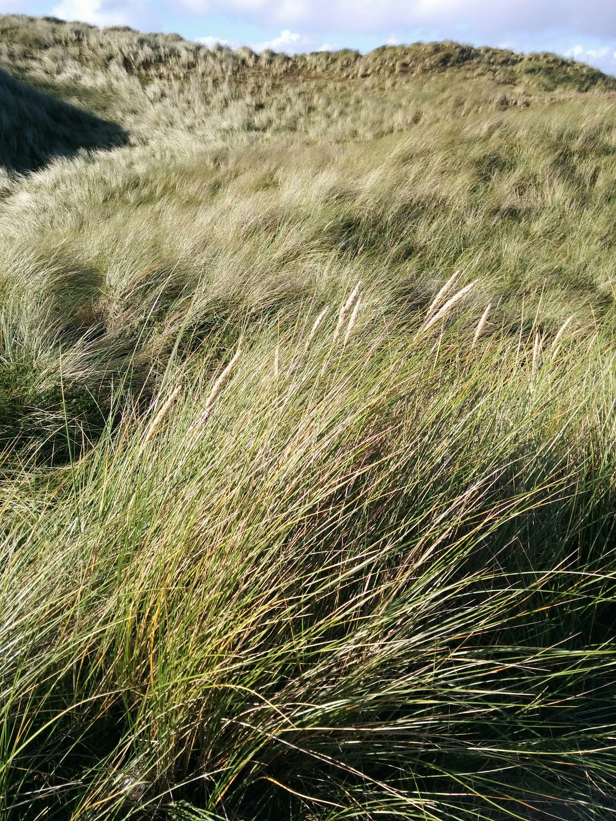 Wild Life: Marram Grass