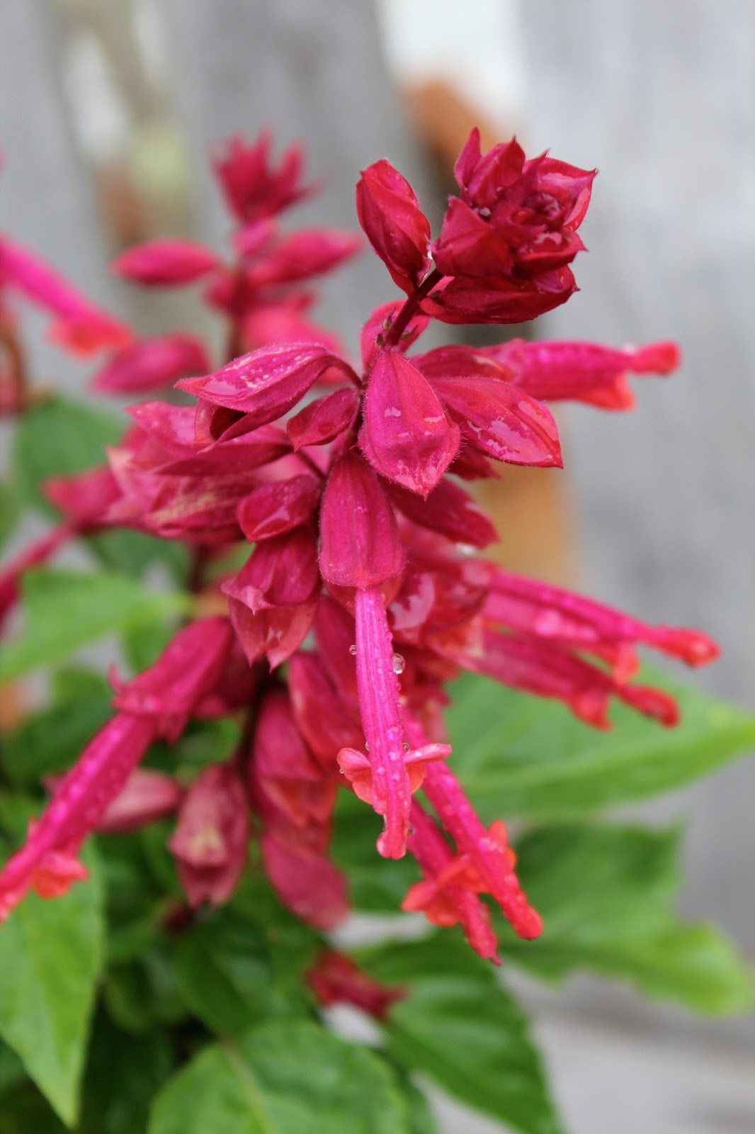 Florez Nursery: Salvia splendens 'Salsa Plum'