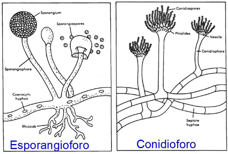 Pin de rioMoros en GLOSARIO BOTÁNICO | Glosario, Botanica