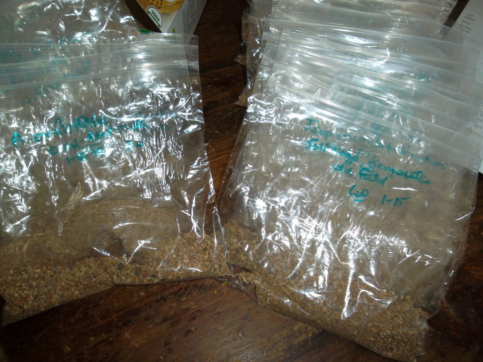 Chlorofiend & Pistillate: Starting seeds that require stratification