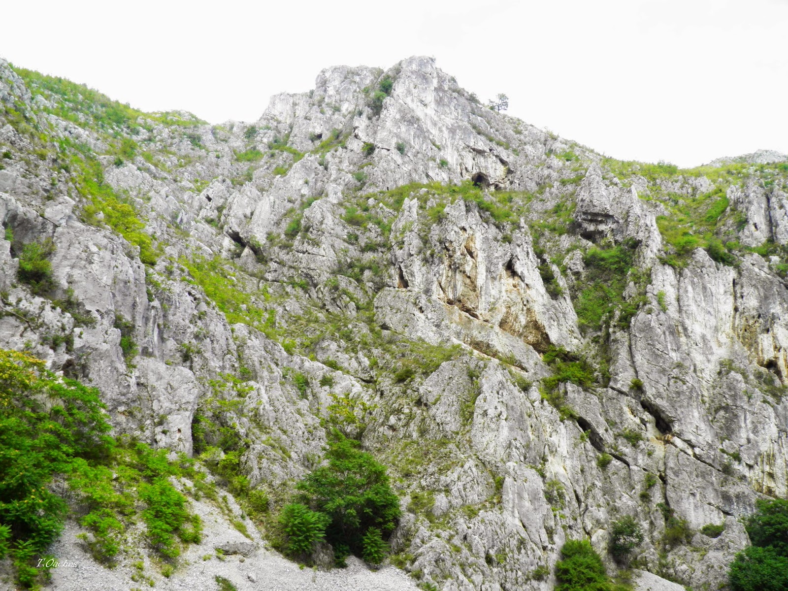 PASARI DIN ROMANIA: LASTUN DE STANCA, Ptyonoprogne rupestris