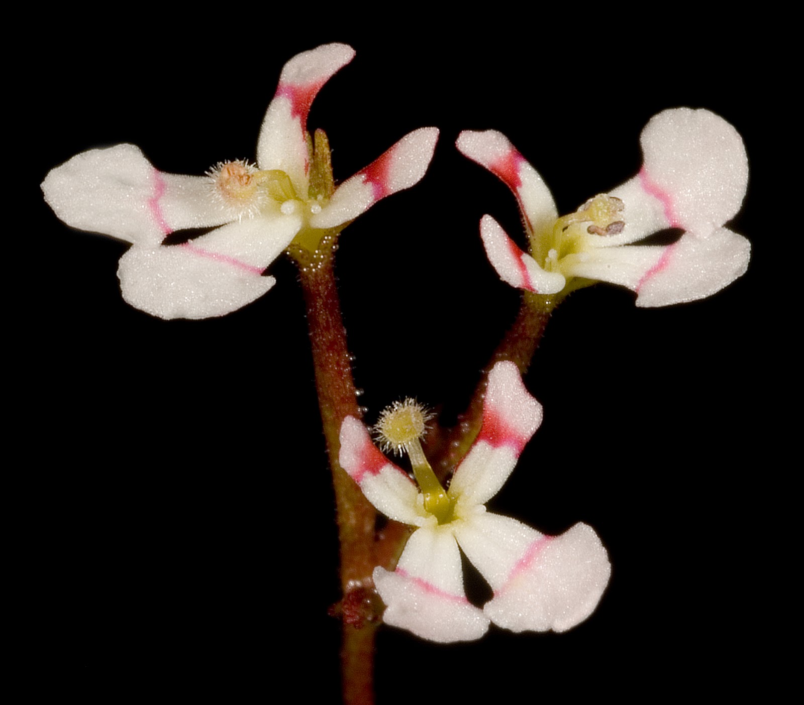 Variety of Life: Stylidium subgenus Tolypangium