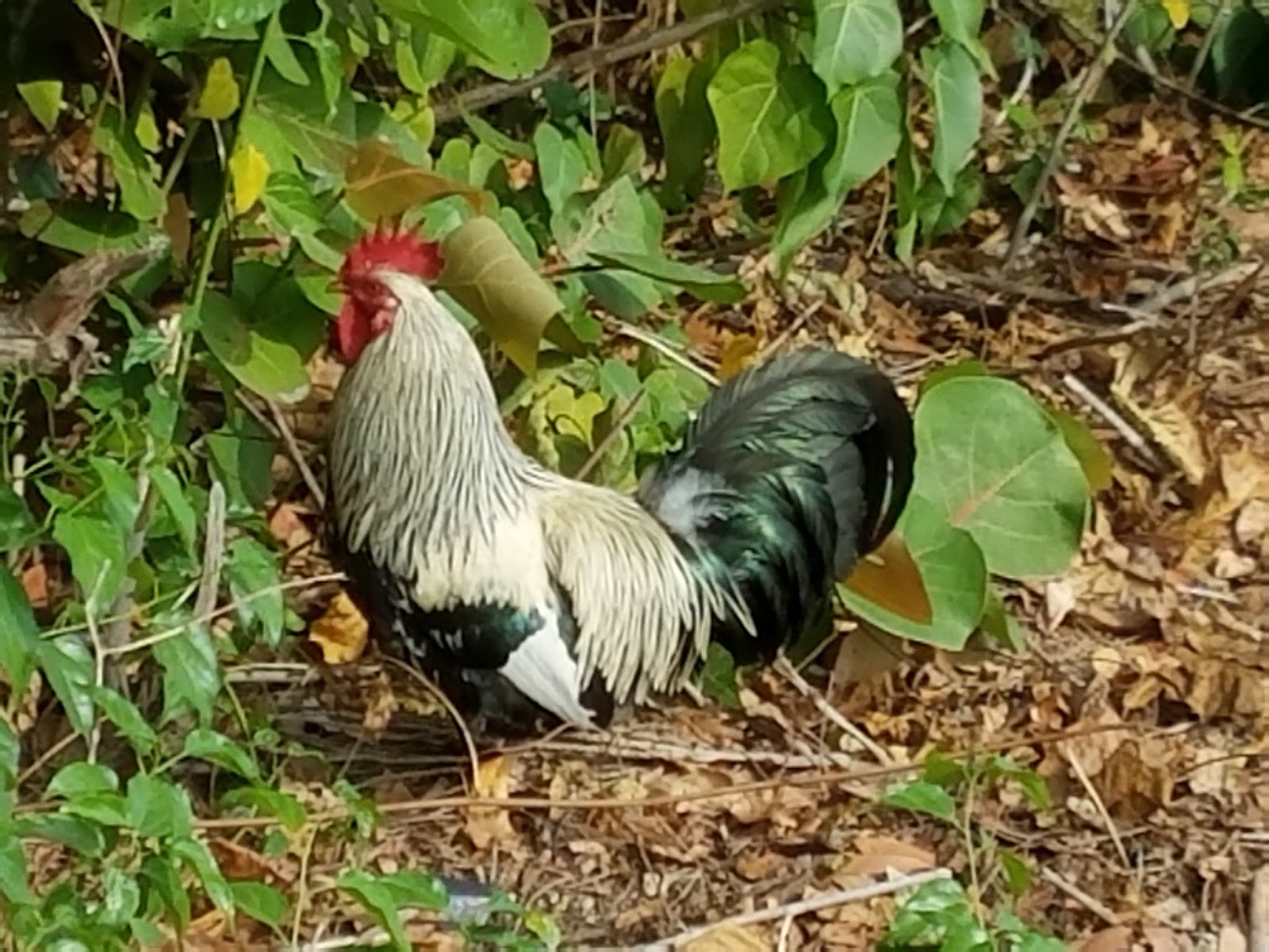 Letting Go of the Bay Leaf: The Welcome Wagon chickens of Cayman