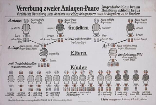 Eugenics, Hitler's dream in Creating the Perfect Race | Article Most Wanted