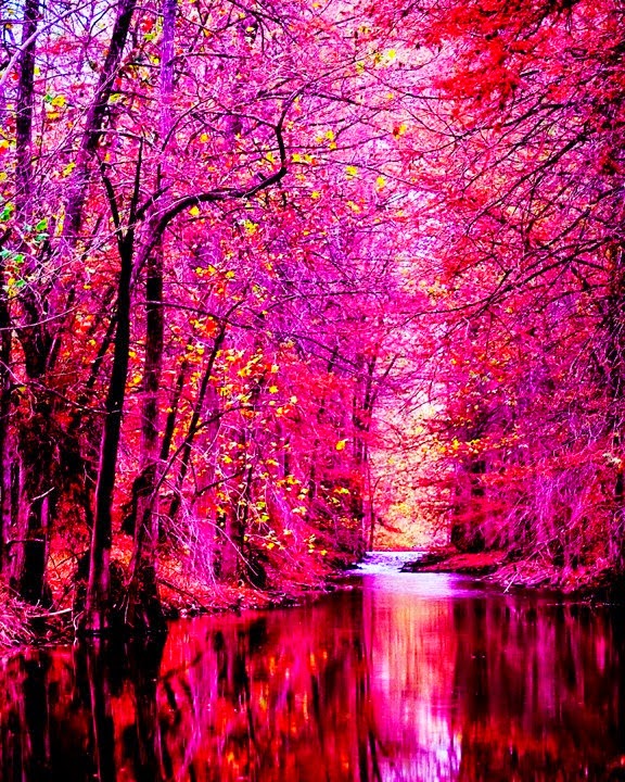 Sweet Big Pink ~ Stunning nature