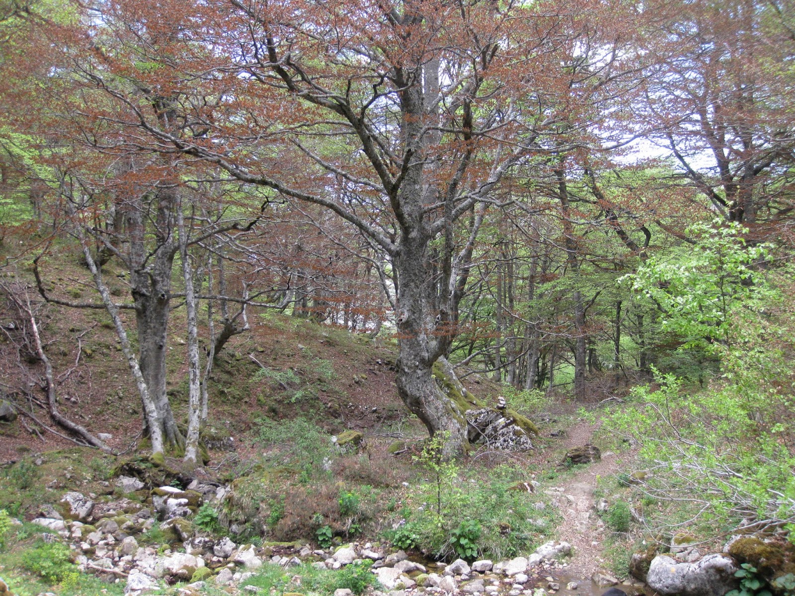Infofanatic: Parque Natural de Redes, Asturias.