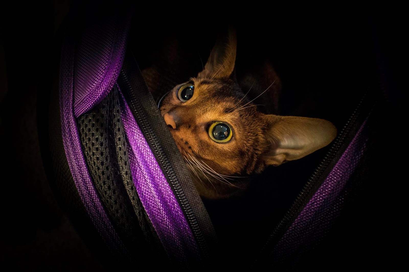 Violet Sleepypod - The Tails of 4 Kitties