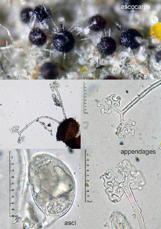 Erysiphe platani (Howe) U. Braun & S. Takam. • CEMAS