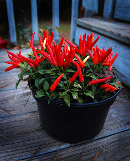 Penn State Extension