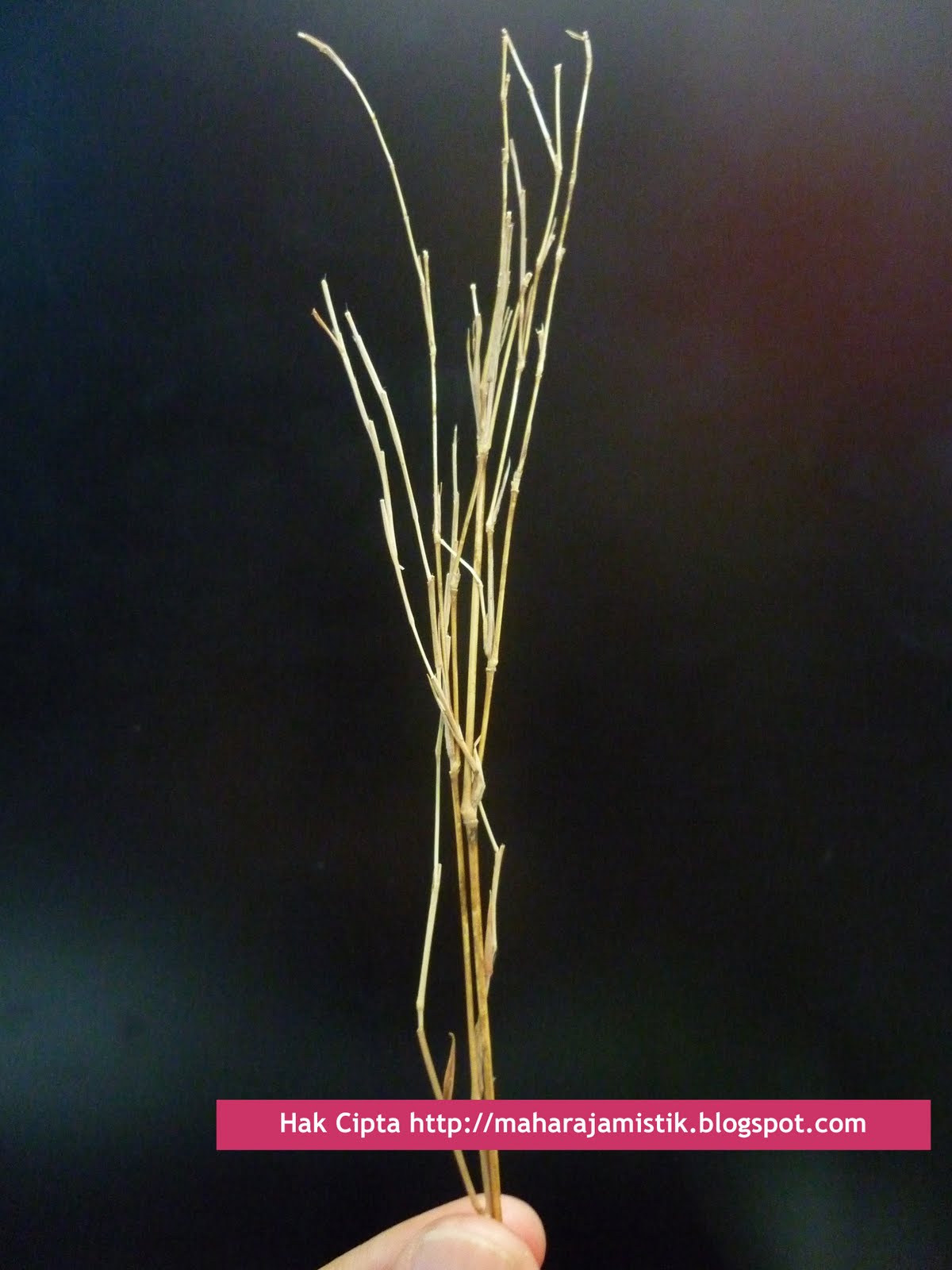 Wafak Dan Azimat Maharaja: BULUH PERINDU