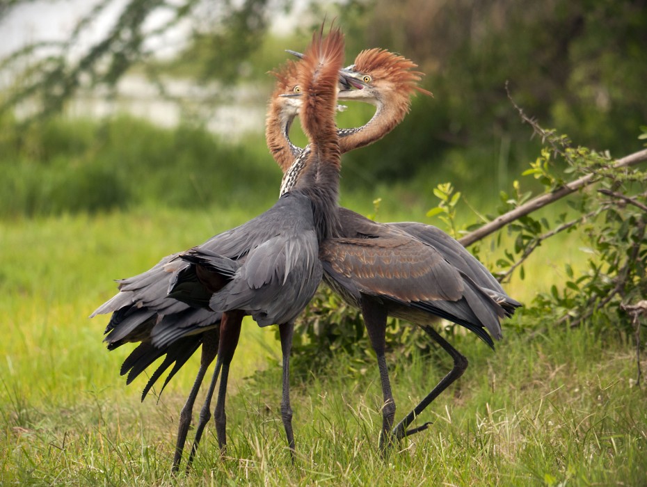Goliath Heron Bird Facts And Pictures | All Wildlife Photographs