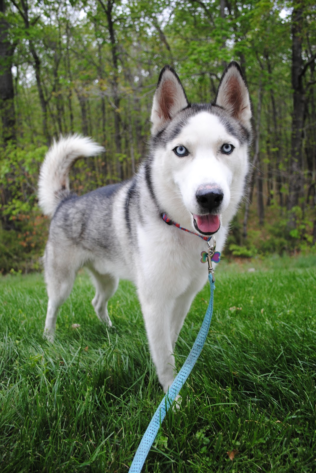 Comet the coconut retriever husky!