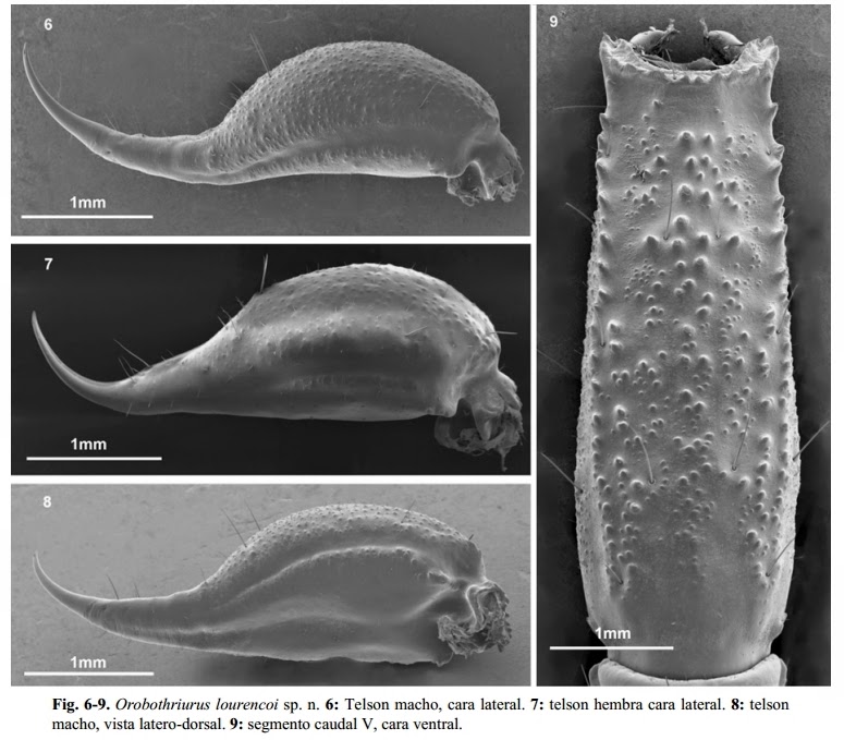 Escorpiones de Chile: marzo 2014