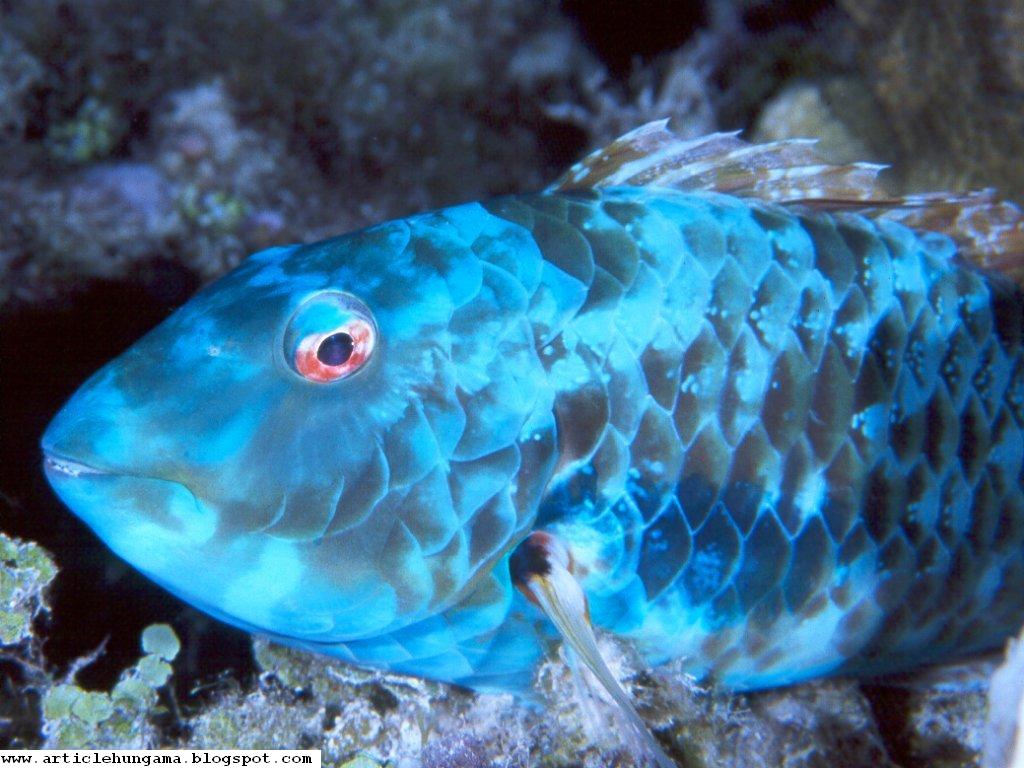 WALLPAPER TREASURE: beautiful and amazing Fish in sea