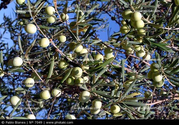 Flora y Fauna Patagónica: Plantas que curan... ACEITUNA