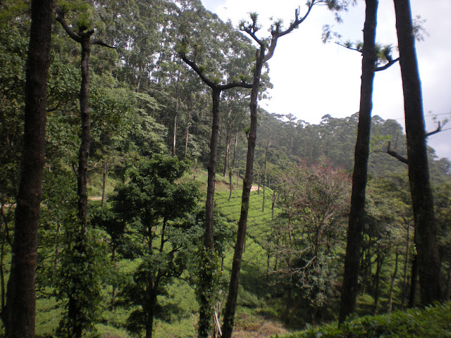 Tamilnadu Tourism: Manjolai Tea Estate, Manjolai Hills