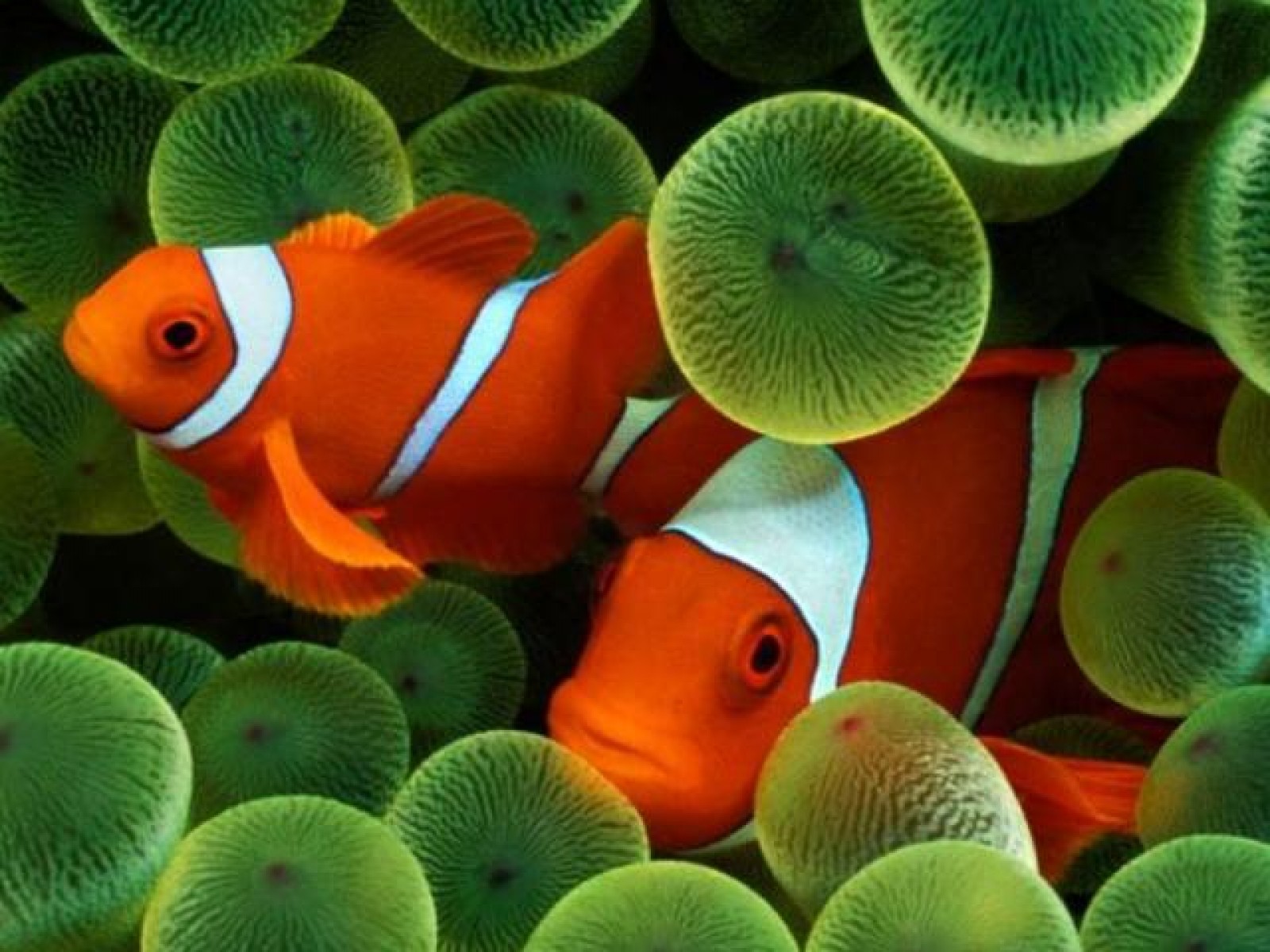Recommendation On Clownfish Treatment And Spawning - Sheena Says