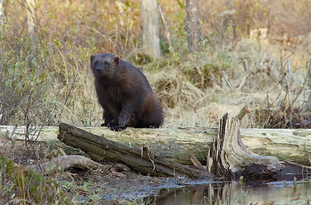 Wolverine | The Life of Animals