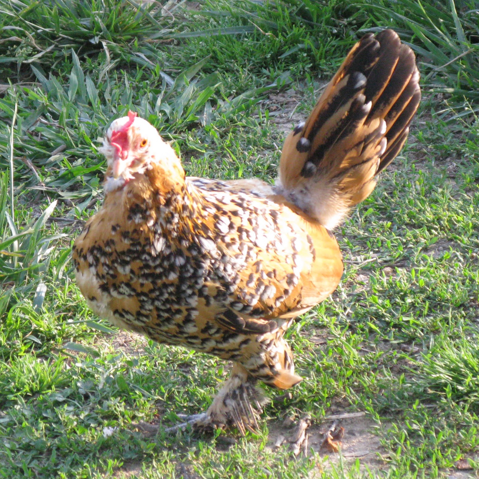 Why Bantam Chickens? | Farmstead Adventures