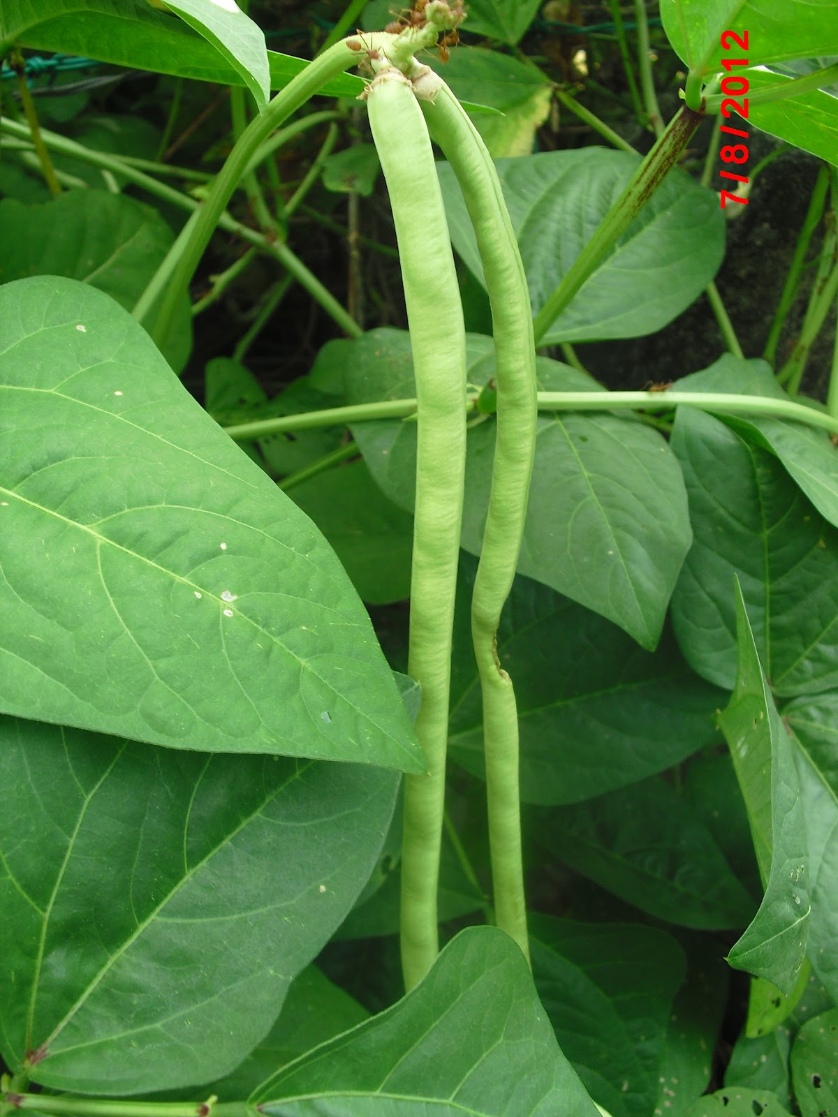 LUKISAN perasaan: Giliran kacang panjang pula..