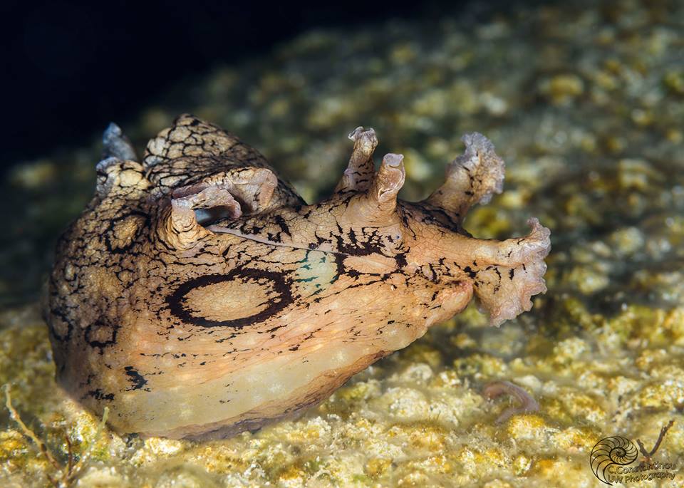 Biodiversity of Cyprus by NGO Protection of the Natural Heritage and ...