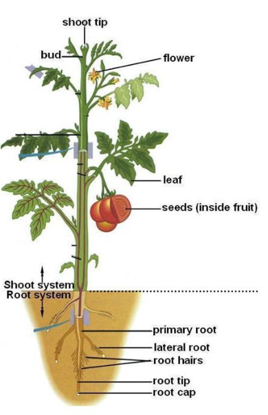 Z78 - Farm : Farm 02 - botany plant shoot system & black soil ...