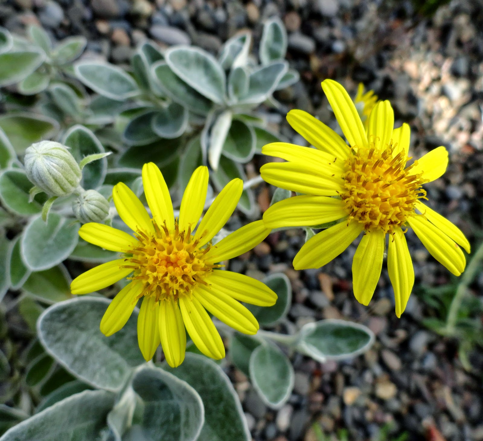danger garden: Brachyglottis greyi is my favorite plant in the garden ...