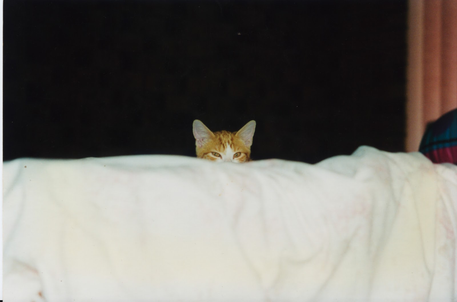 Val Spiers Sews: Stumpy the cat