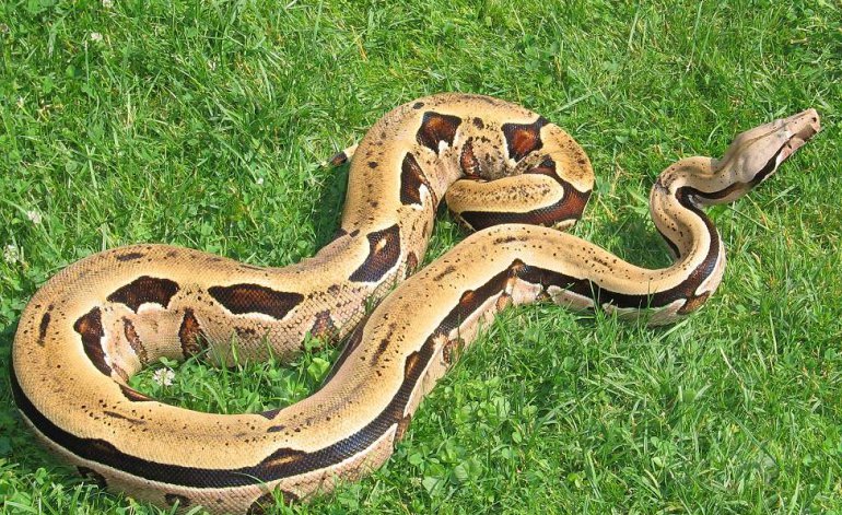 FAUNA Y FLORA DE QUINTANA ROO.