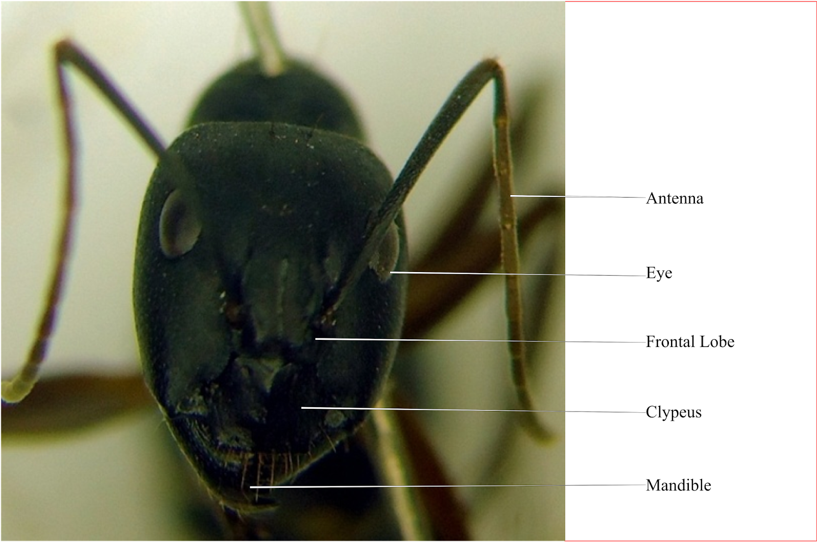 Ant Trail- My Journey with Ants: How to Identify Ants? (Part1)