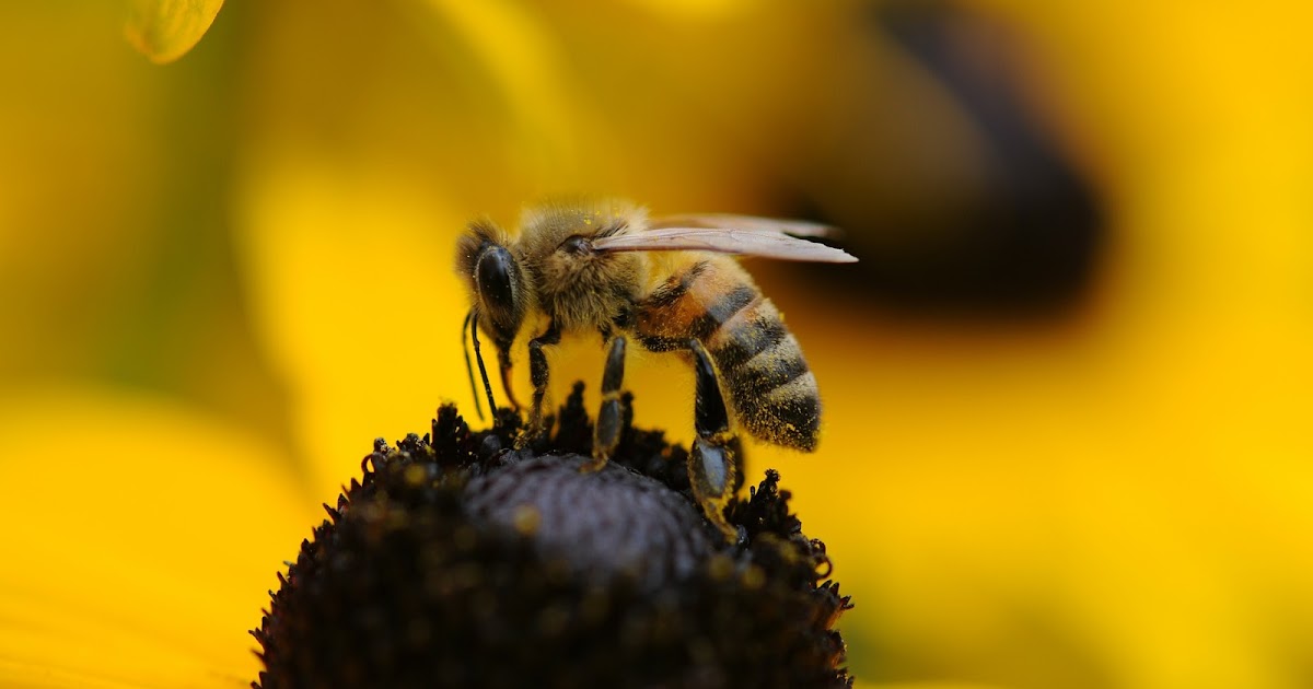 Lebah Propolis Trigona sp ~ AOAC