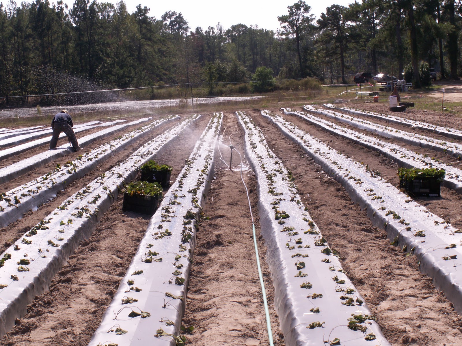 Our Farm Update: Strawberry Plantings Fall 2011