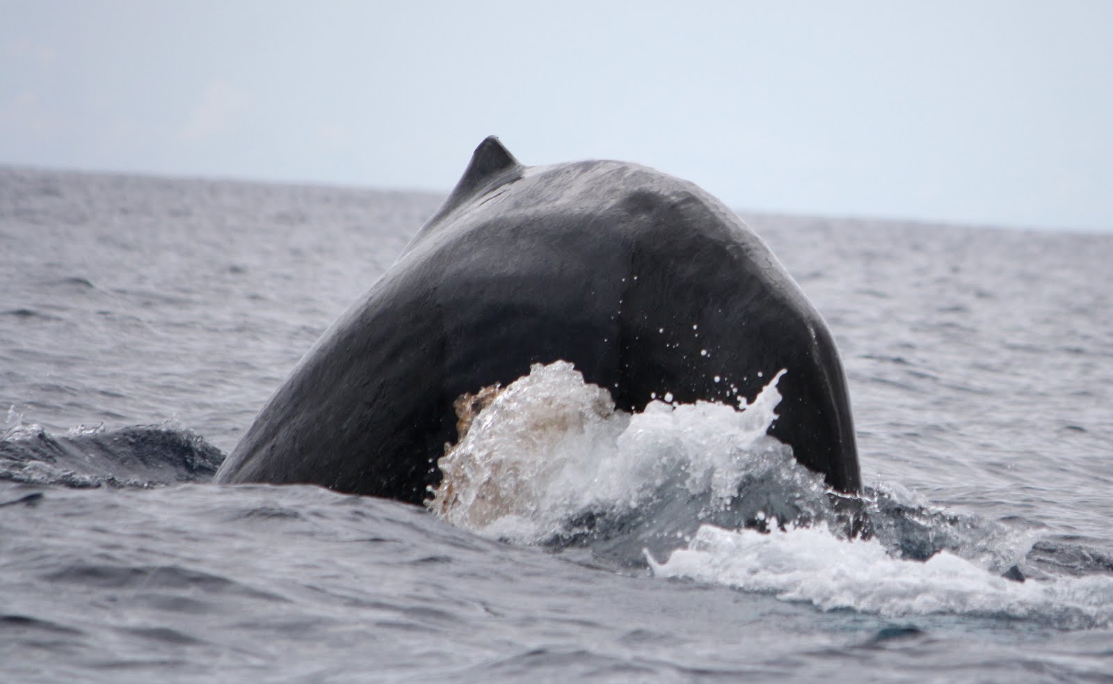 Marsol: Sperm Whale / Cachalote