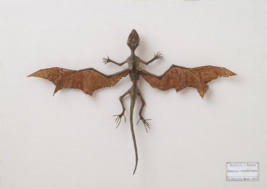 Art-Sci: Specimens of Mythological Creatures Displayed in Japanese Museum