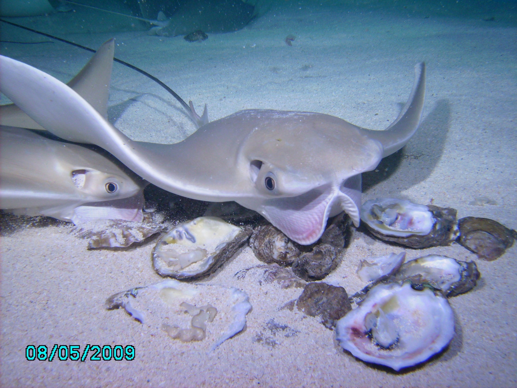 Real Monstrosities: Cownose Ray