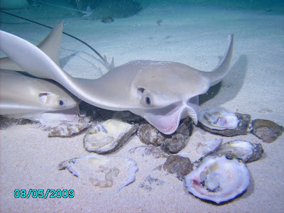 Real Monstrosities: Cownose Ray