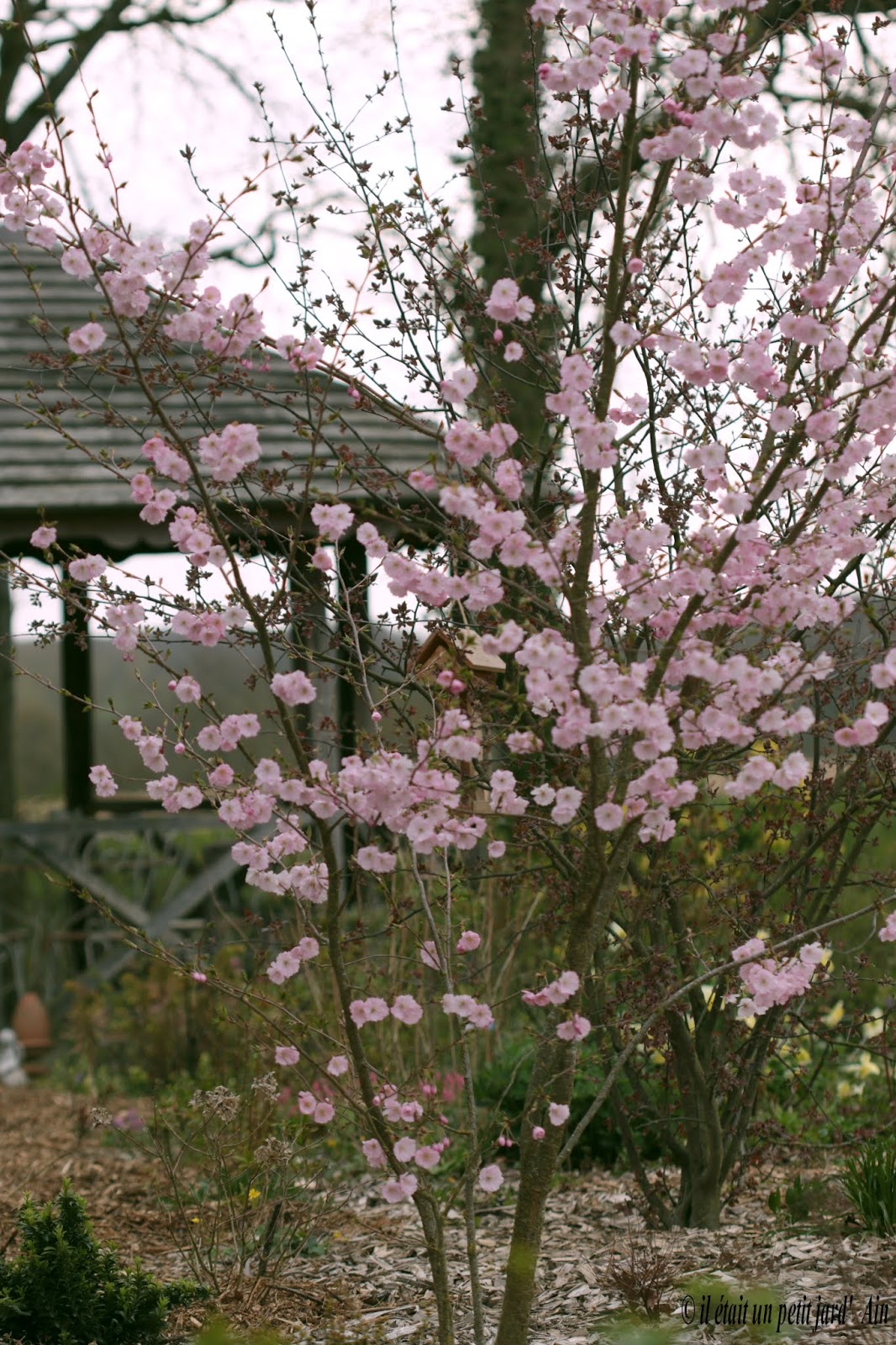 IL ETAIT UN PETIT JARD'AIN ...: FOCUS PRUNUS MALUS TRESORUS ...