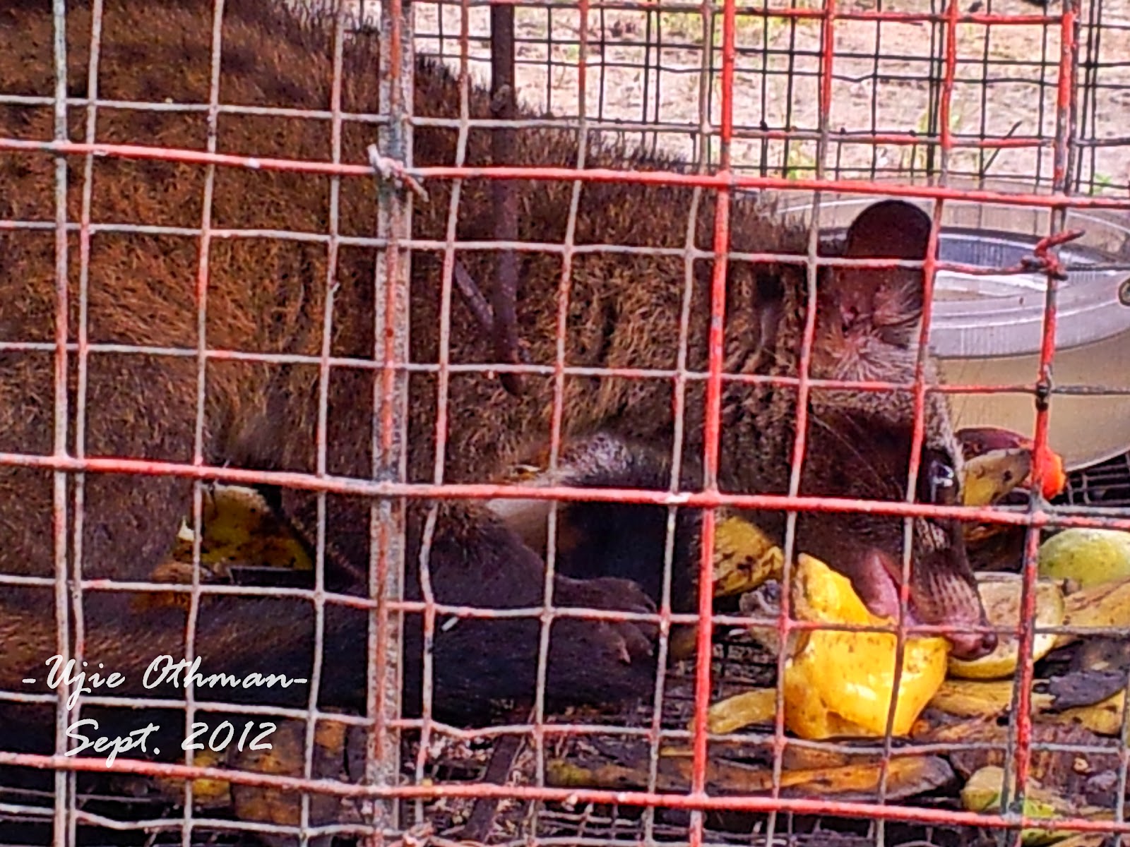 Titian Perjalanan : Musang Luwak @ Musang Pulut