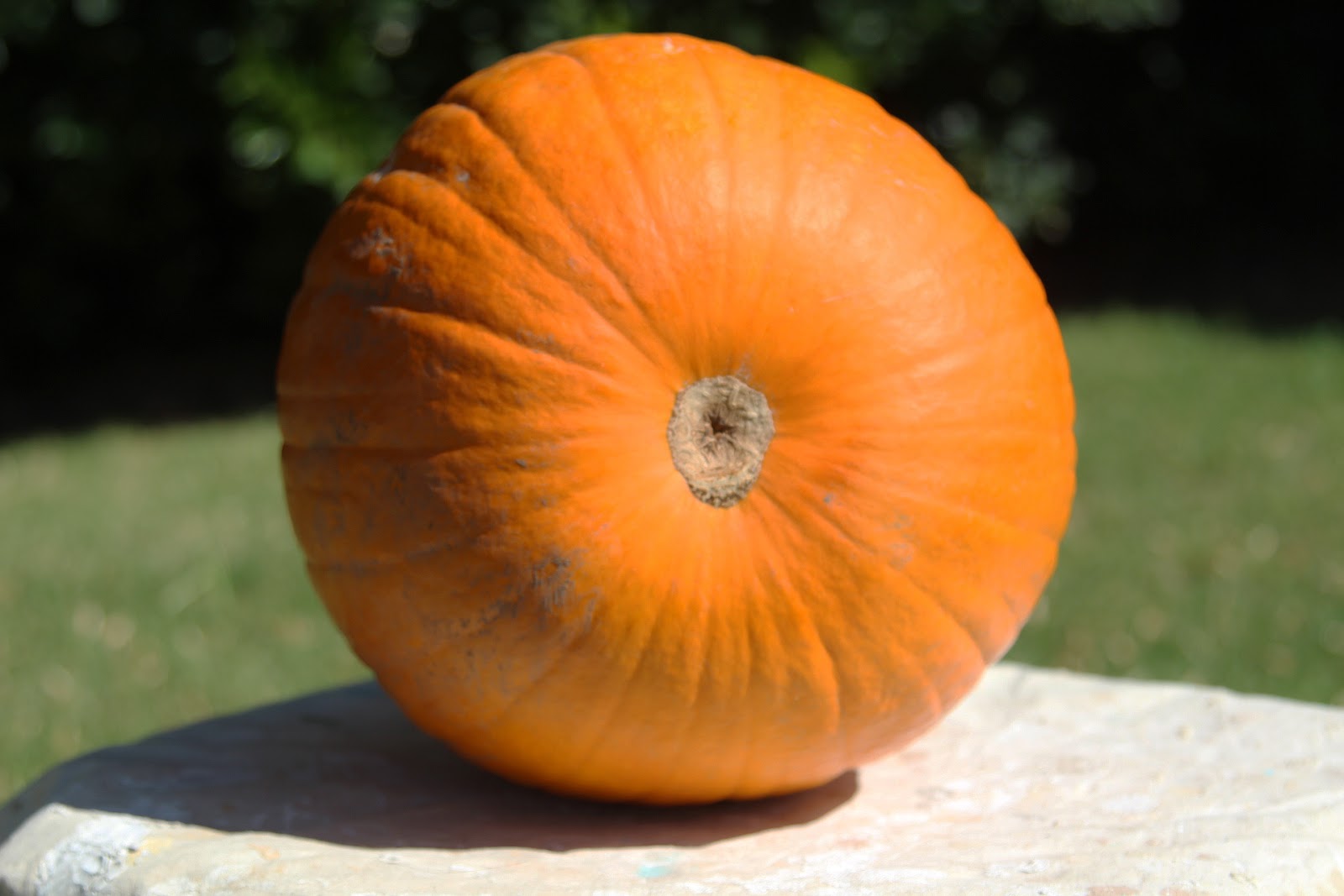 TIL Pumpkins have a stem on the base : r/Minecraft