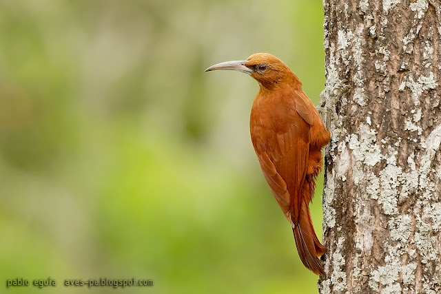 mis fotos de aves: Xiphocolaptes major Trepador Gigante Great Rufous ...